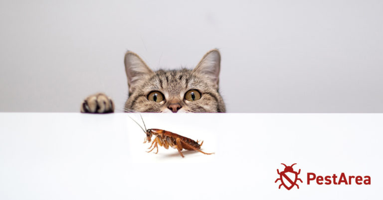 Do Cats Hunt (and Eat) Roaches? | PestArea
