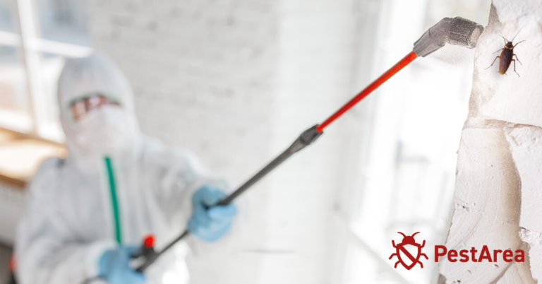 Can Cockroaches Survive Fumigation? (2023) | PestArea